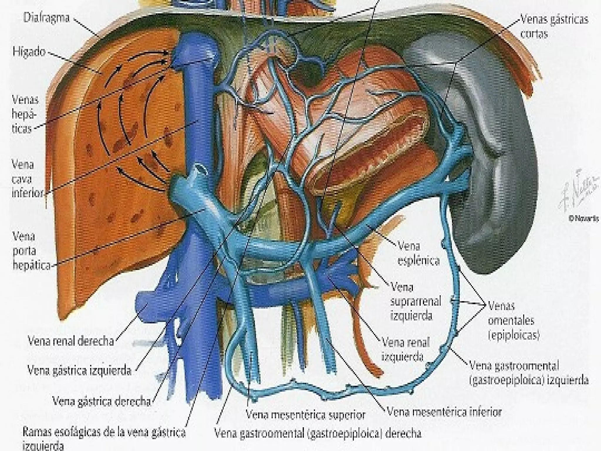 Anatomia bazo | PPT