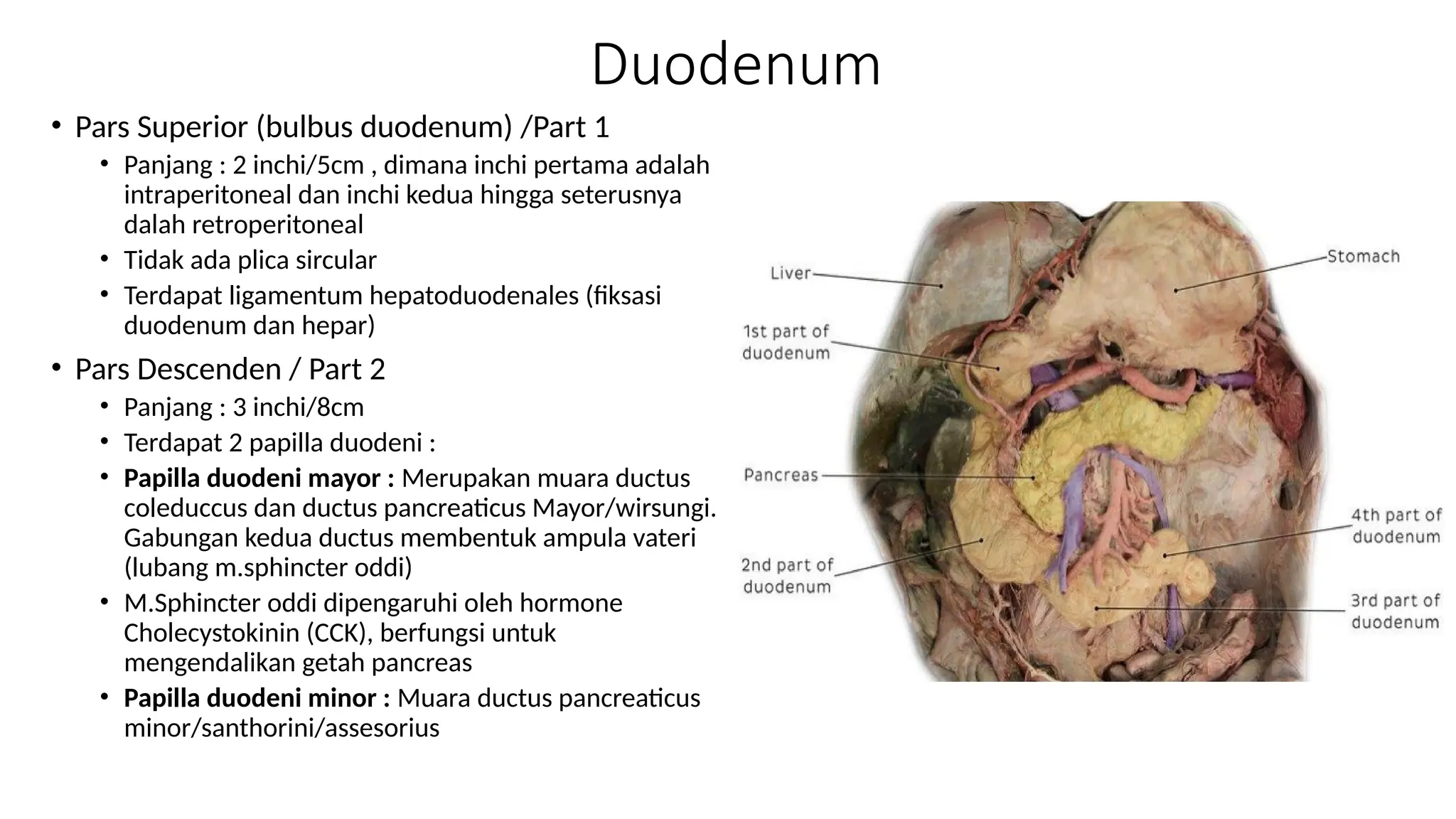 Materi Anatomi Organ Abdomen dan sekitarnya | PPTX