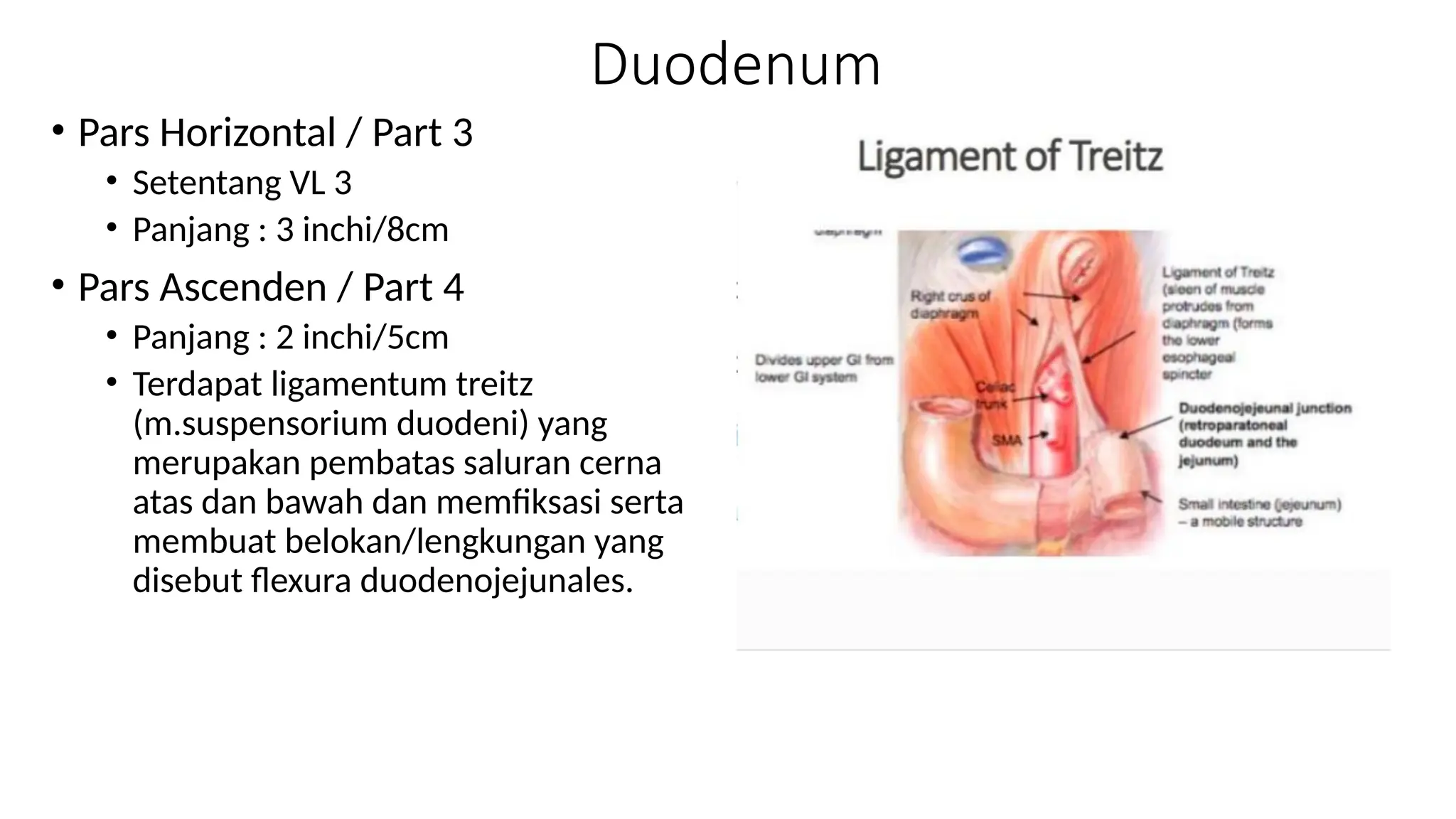 Materi Anatomi Organ Abdomen dan sekitarnya | PPTX