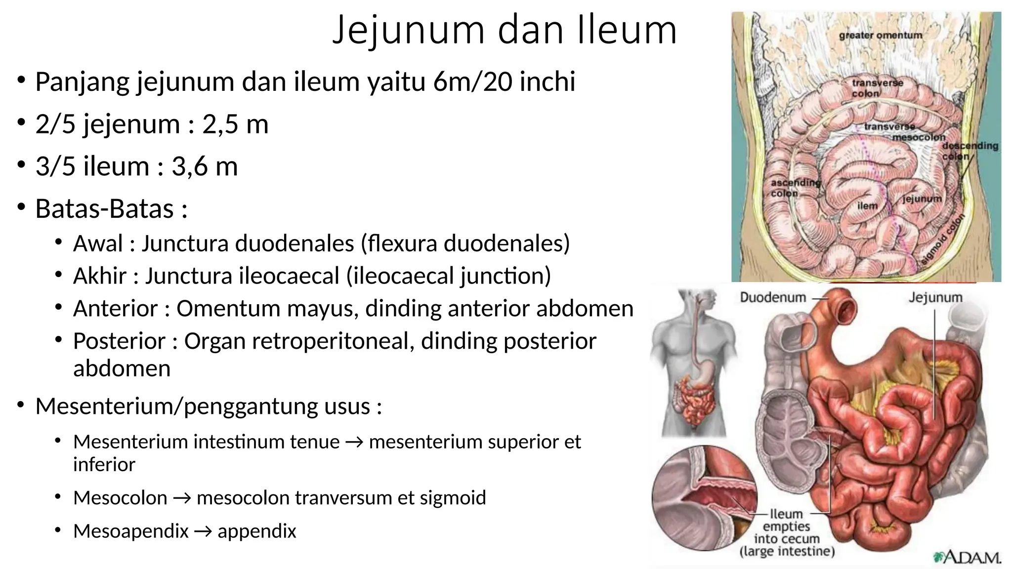 Materi Anatomi Organ Abdomen dan sekitarnya | PPTX