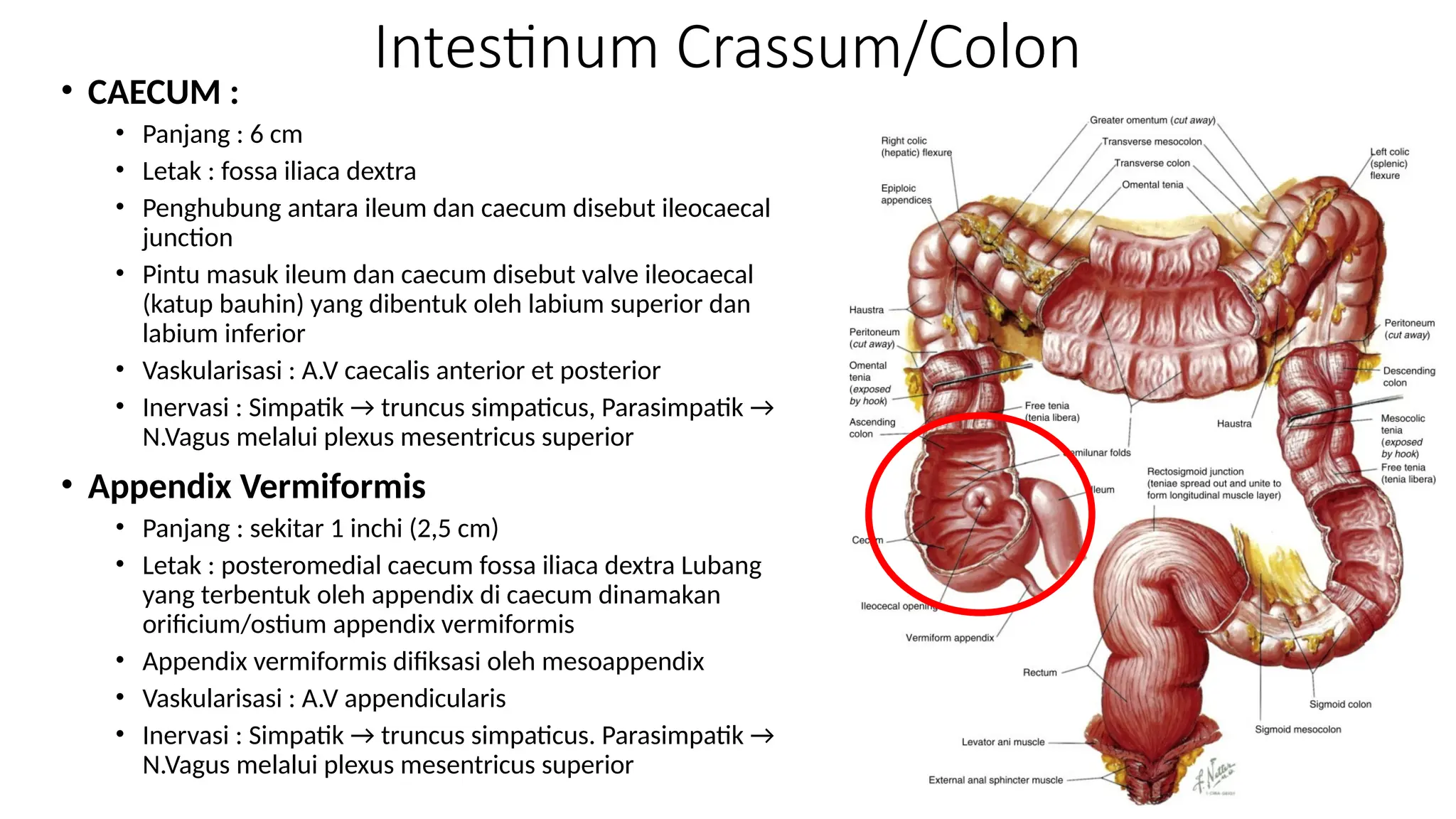 Materi Anatomi Organ Abdomen dan sekitarnya | PPTX