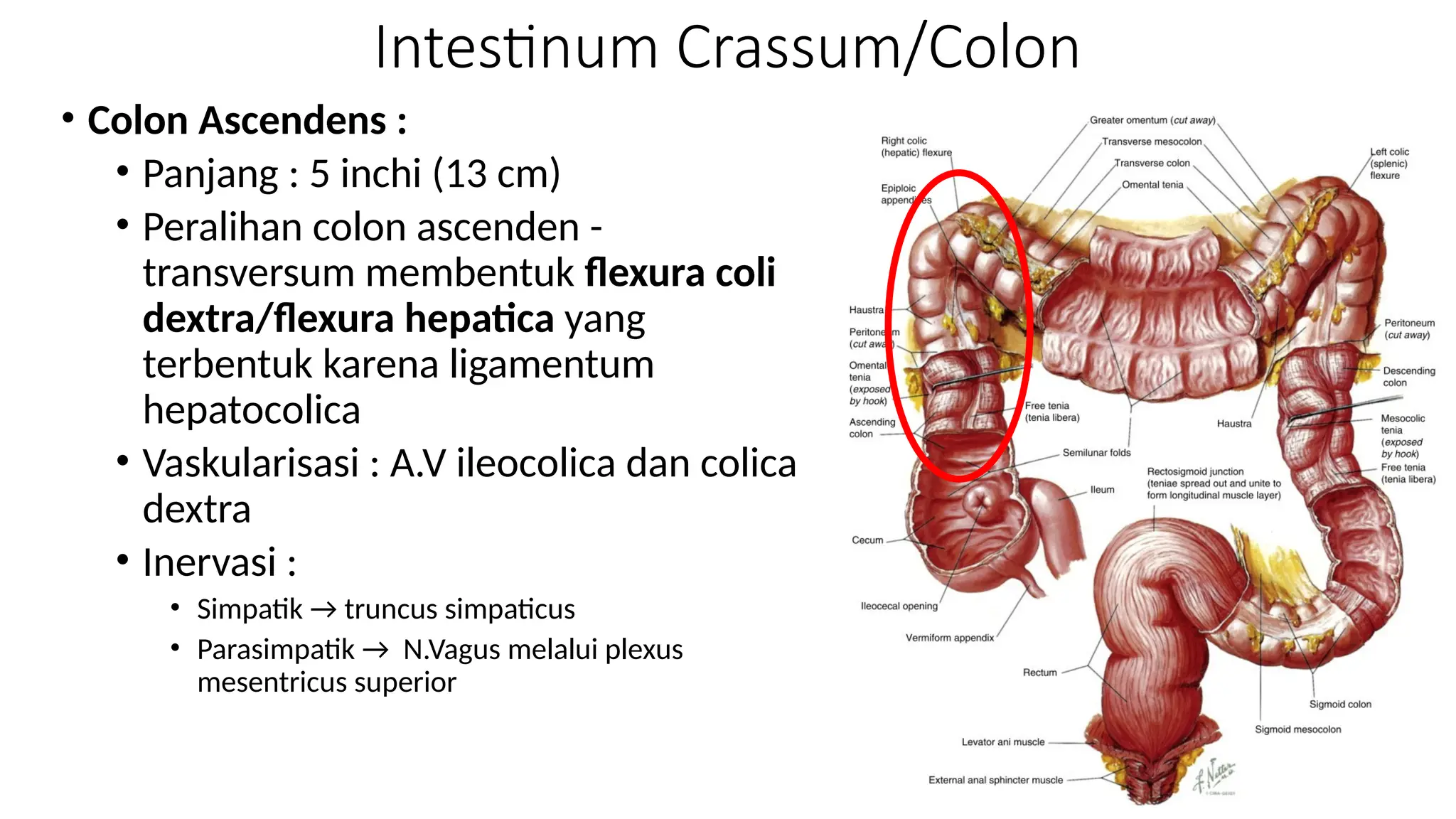 Materi Anatomi Organ Abdomen dan sekitarnya | PPTX