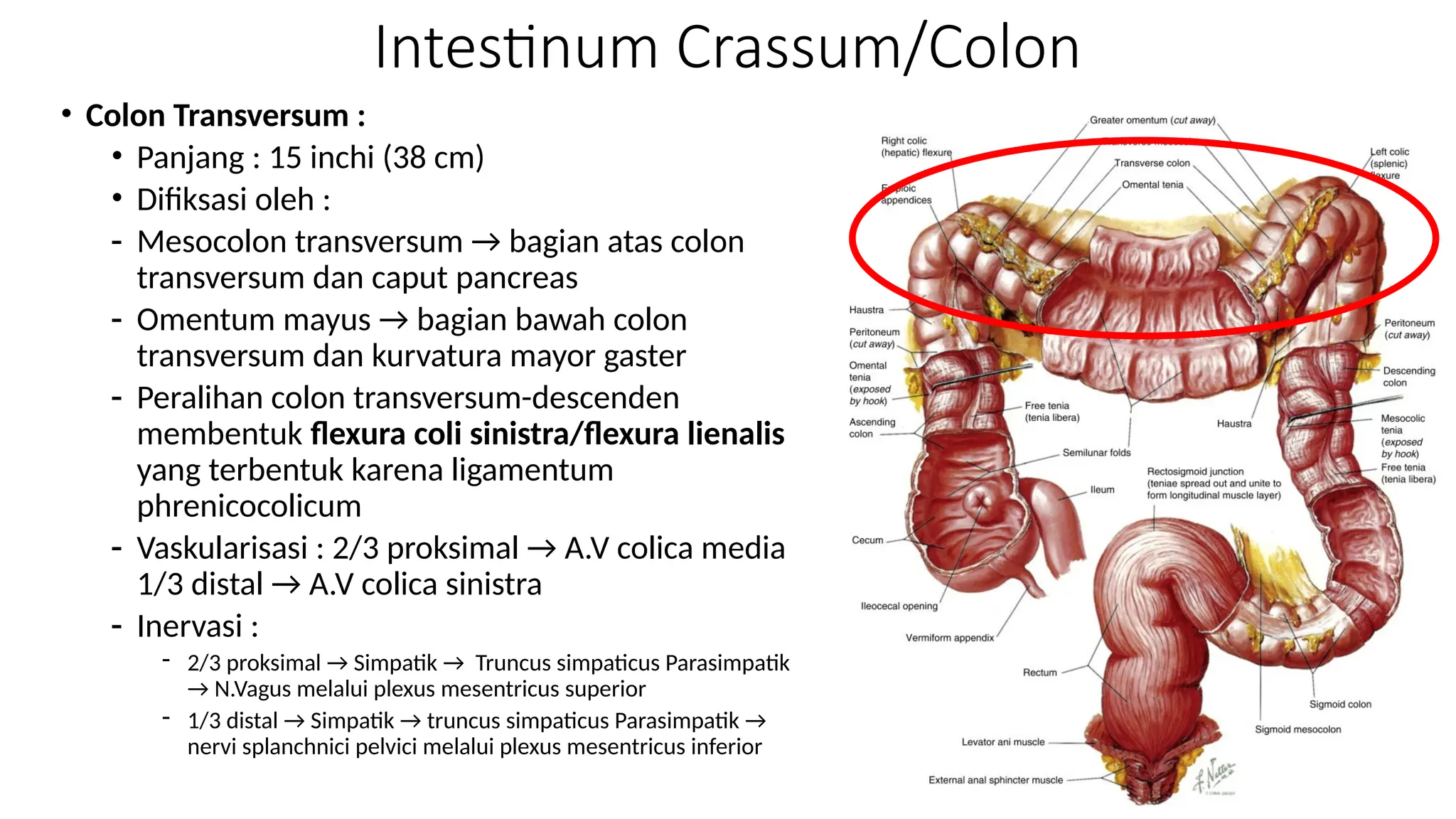 Materi Anatomi Organ Abdomen dan sekitarnya | PPTX