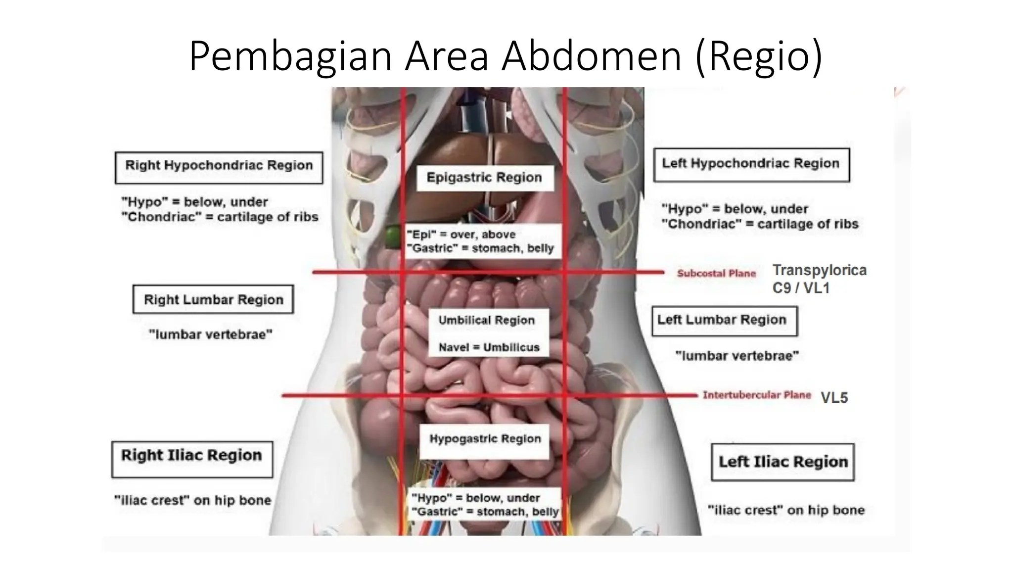 Materi Anatomi Organ Abdomen dan sekitarnya | PPTX