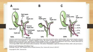 Anatomia biliar.pptx