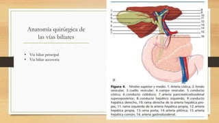 Anatomia biliar.pptx