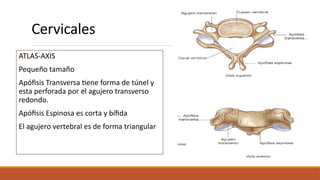 Anatomía del bloqueoneuroaxial subaracnoideo y peridural | PPTX