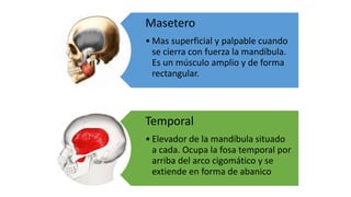 Anatomía Bucal | PPTX