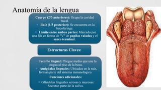 ANATOMIA, BOCA AL ESOFAGO.pdf........................ | PDF