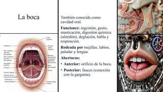 ANATOMIA, BOCA AL ESOFAGO.pptx......................... | PPTX