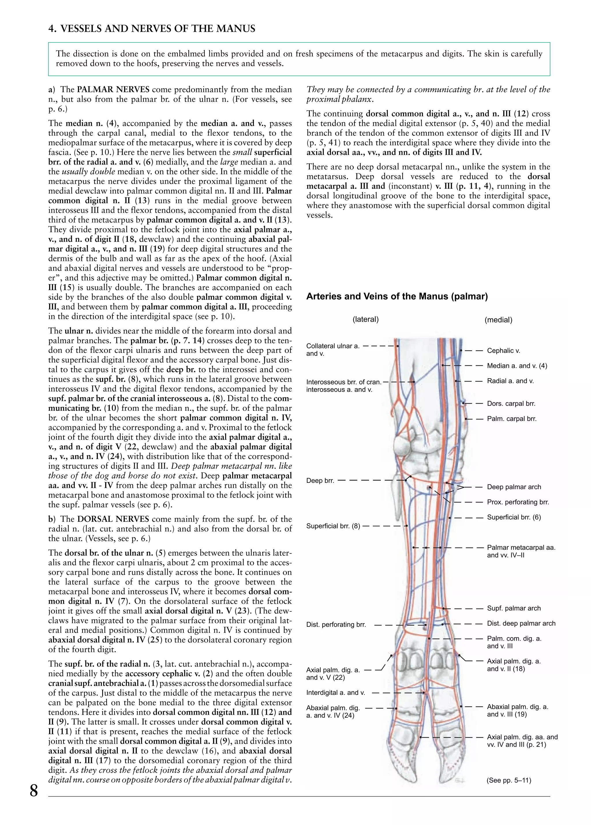 Anatomia bovinos | PDF