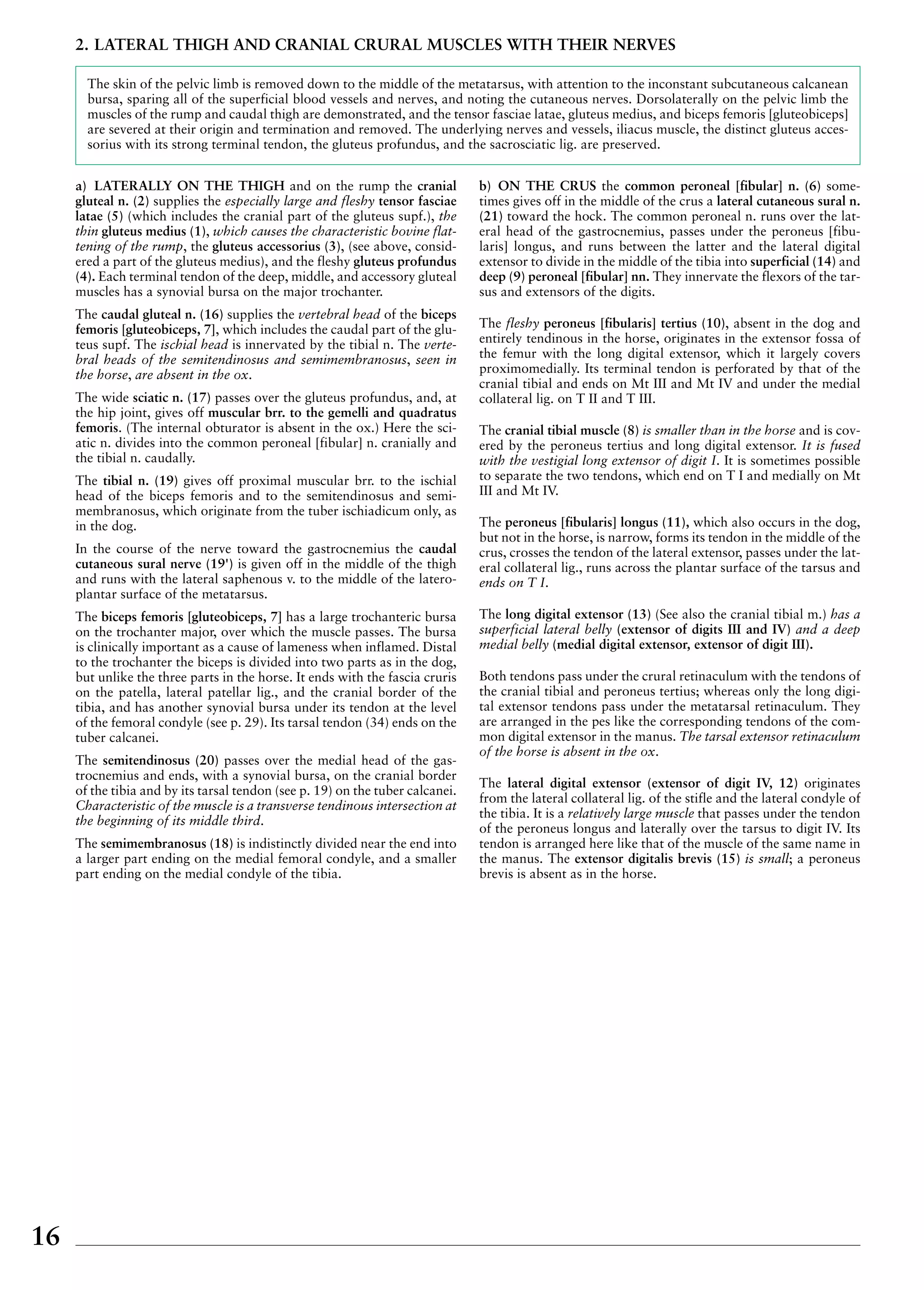 Anatomia bovinos | PDF