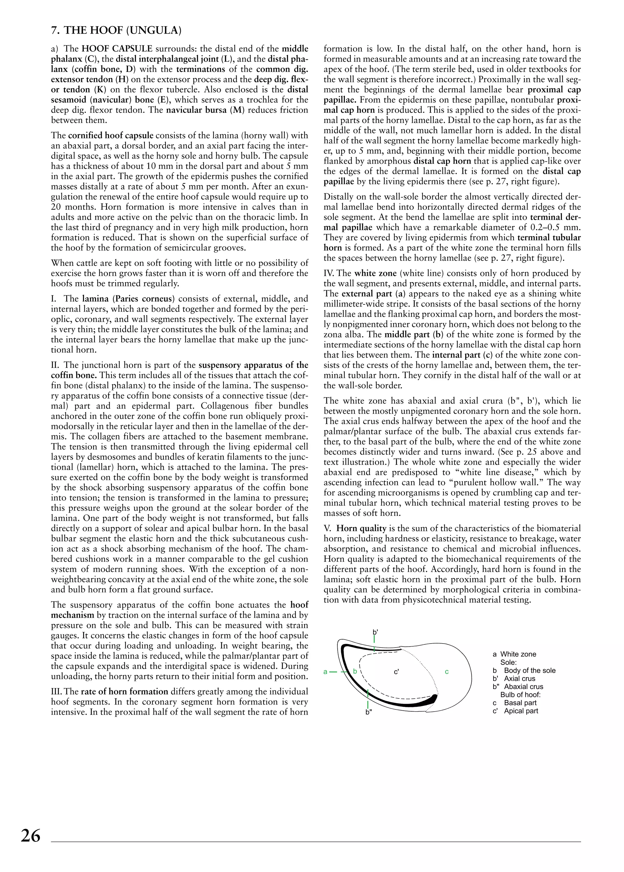 Anatomia bovinos | PDF