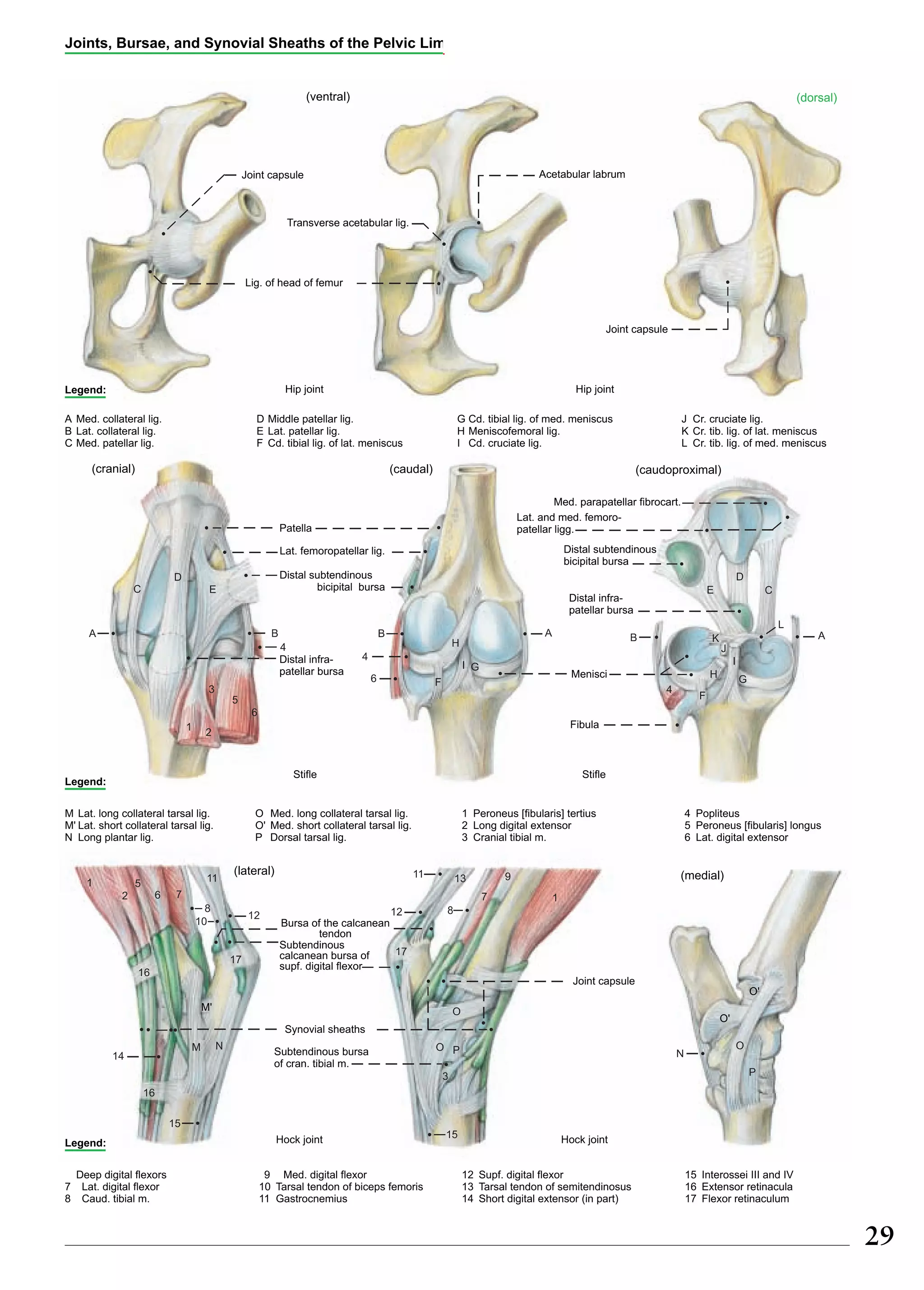 Anatomia bovinos | PDF