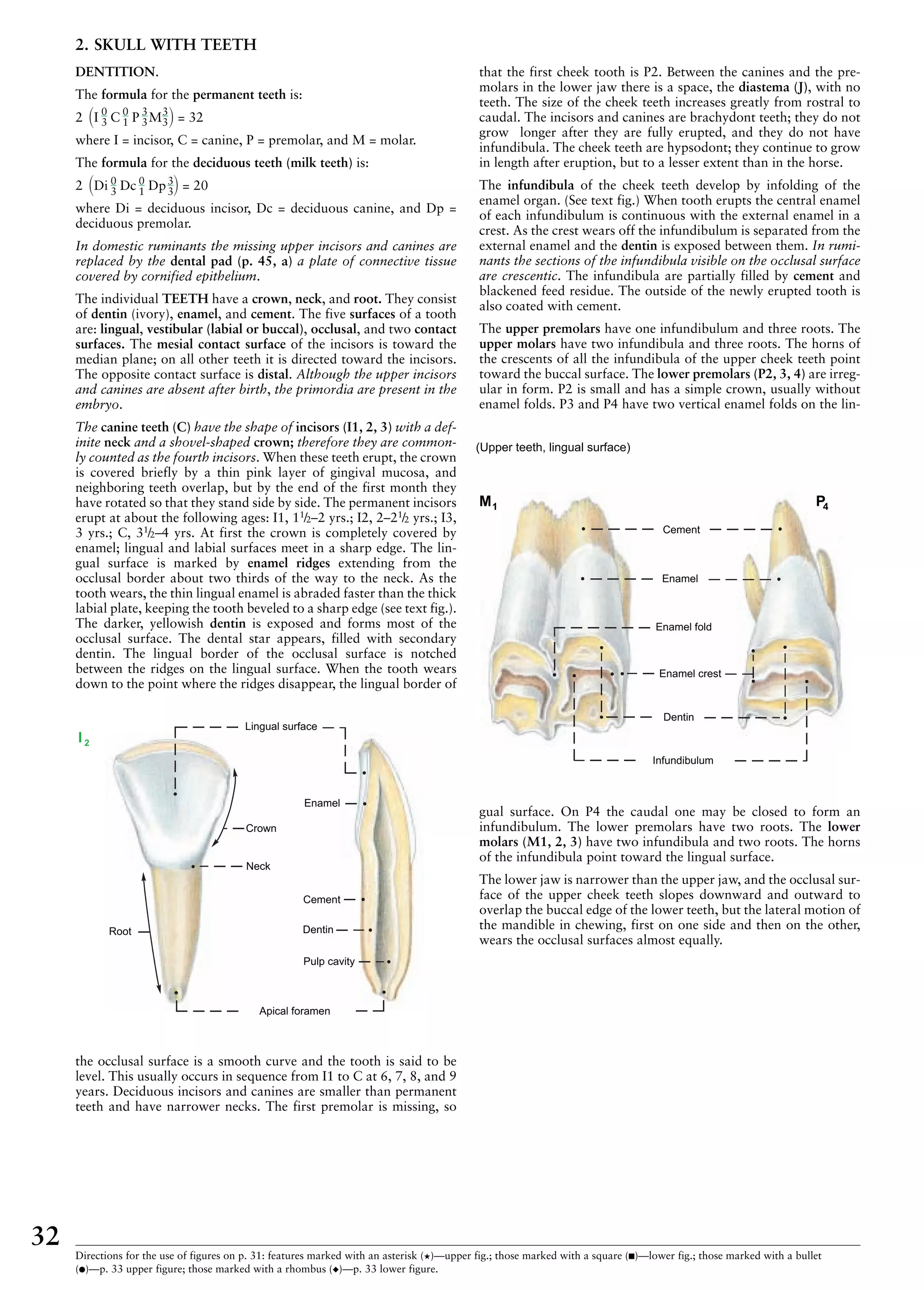 Anatomia bovinos | PDF