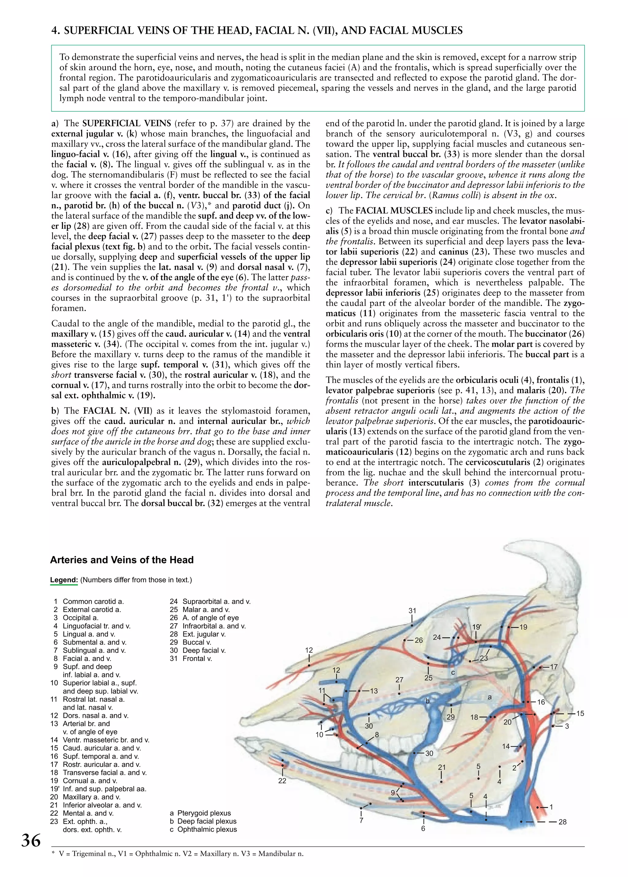 Anatomia bovinos | PDF