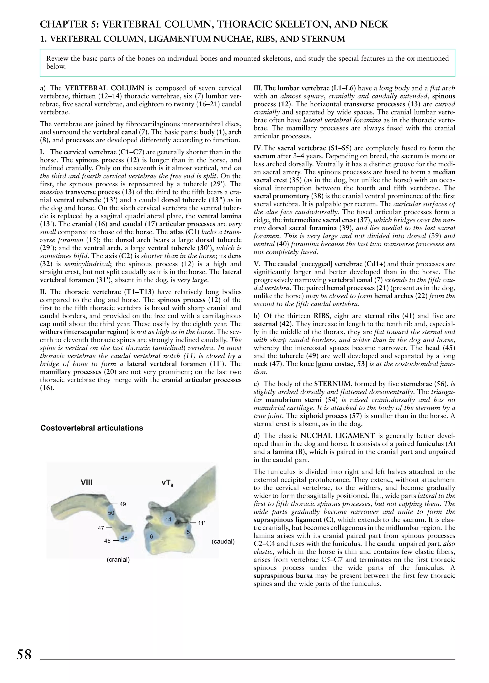 Anatomia bovinos | PDF