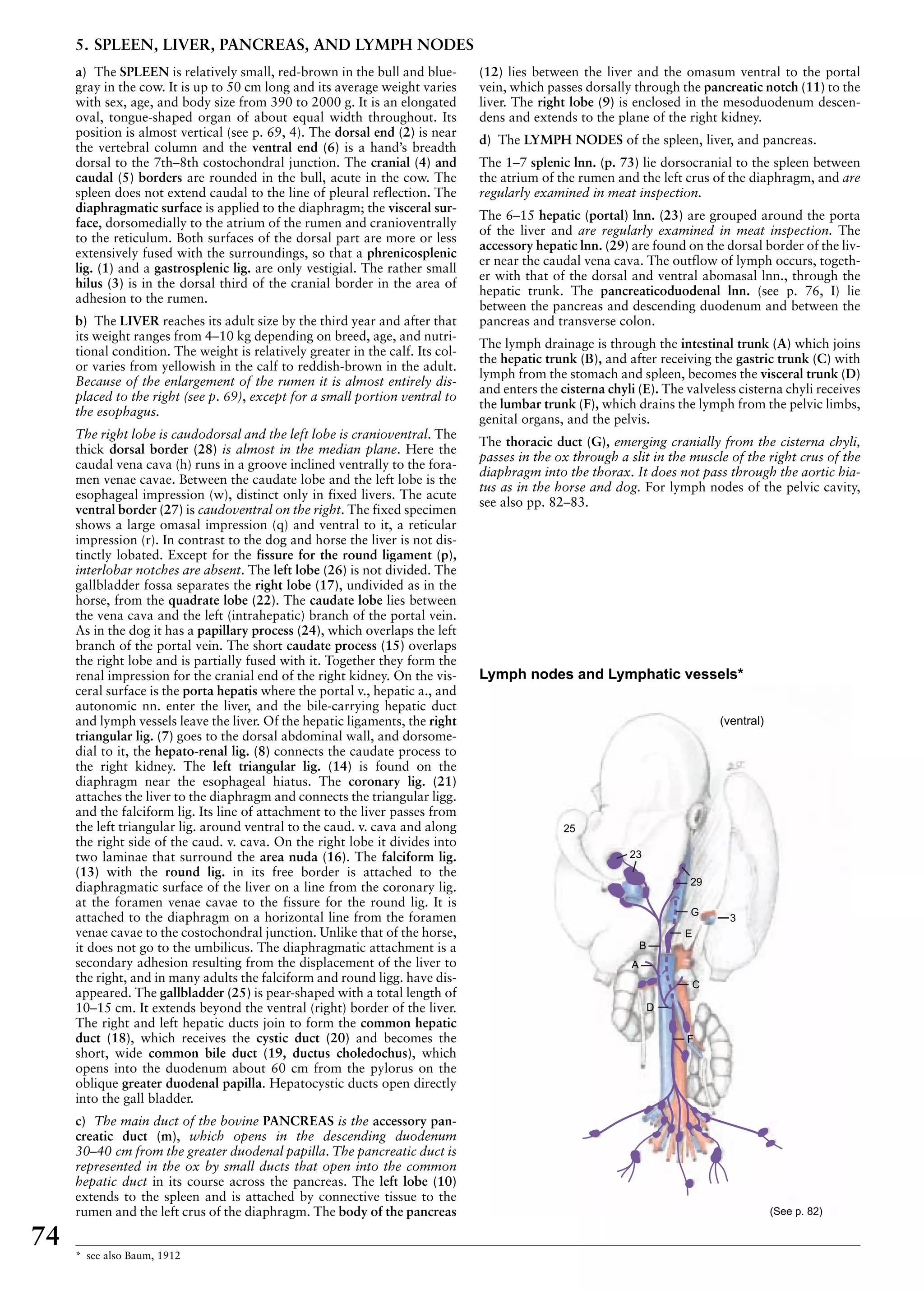 Anatomia bovinos | PDF
