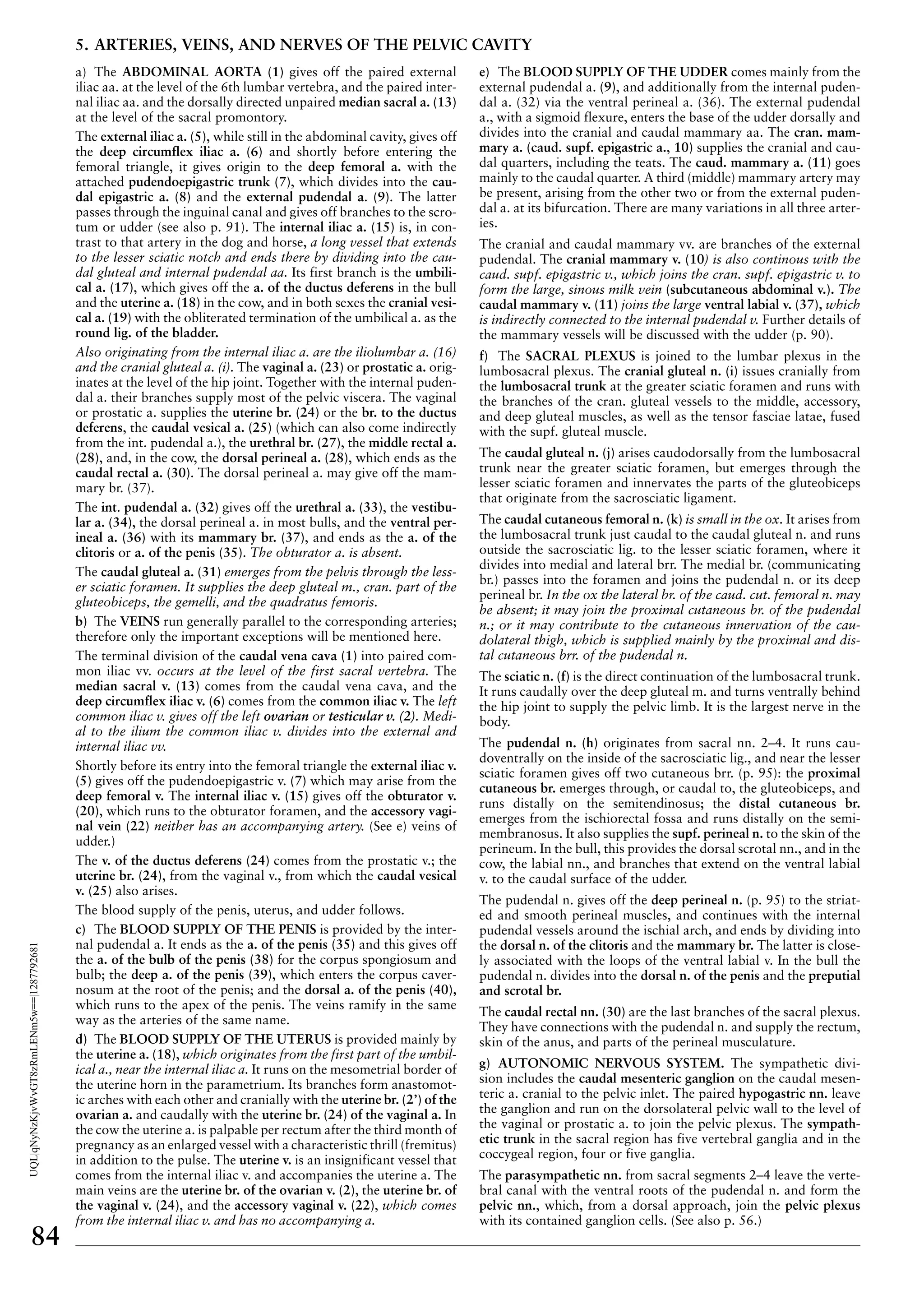 Anatomia bovinos | PDF