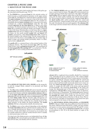 Anatomia bovinos | PDF