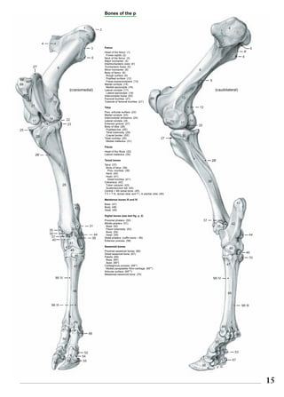 Anatomia bovinos | PDF