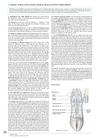 Anatomia bovinos | PDF