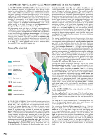 Anatomia bovinos | PDF