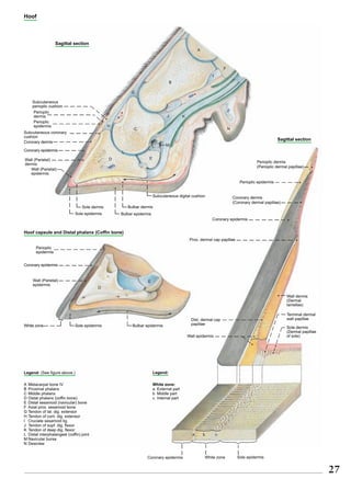 Anatomia bovinos | PDF