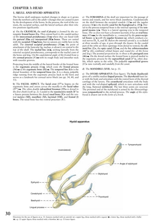 Anatomia bovinos | PDF