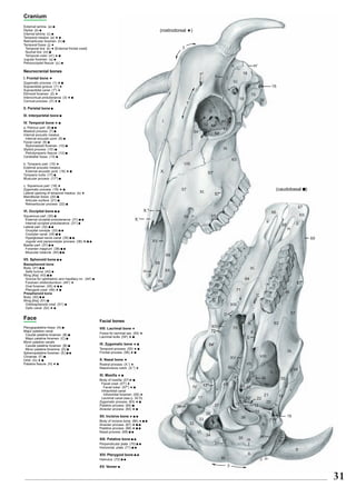 Anatomia bovinos | PDF