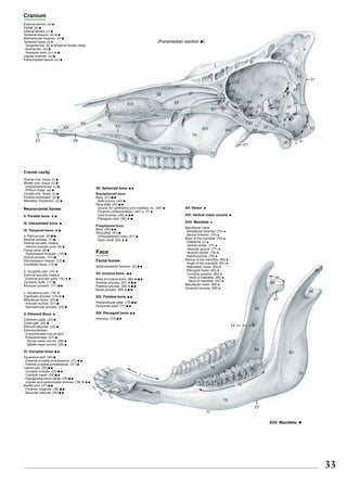 Anatomia bovinos | PDF