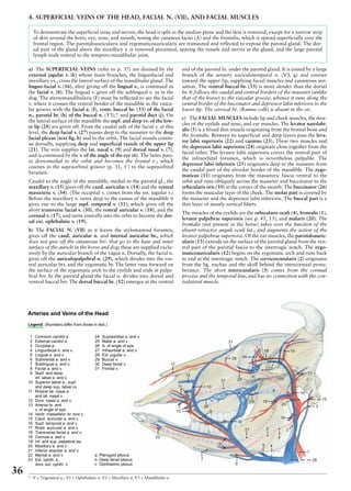 Anatomia bovinos | PDF