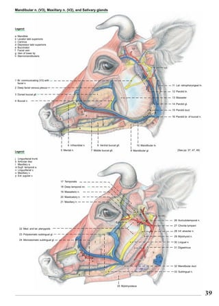 Anatomia bovinos | PDF