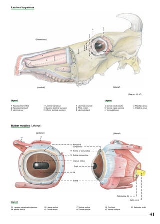 Anatomia bovinos | PDF