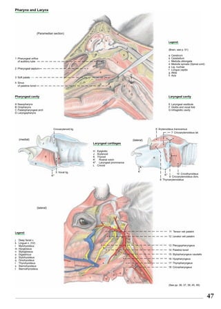 Anatomia bovinos | PDF