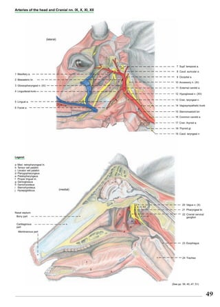 Anatomia bovinos | PDF