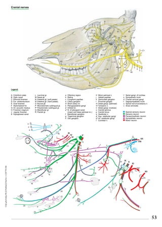 Anatomia bovinos | PDF
