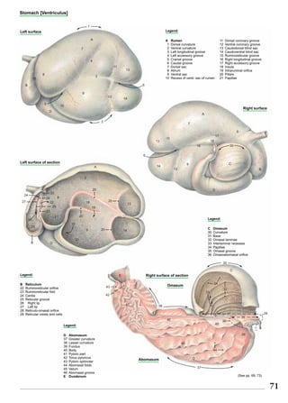 Anatomia bovinos | PDF