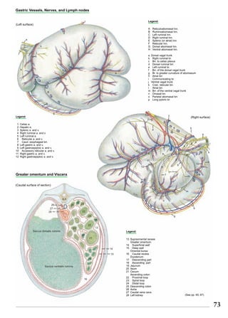Anatomia bovinos | PDF