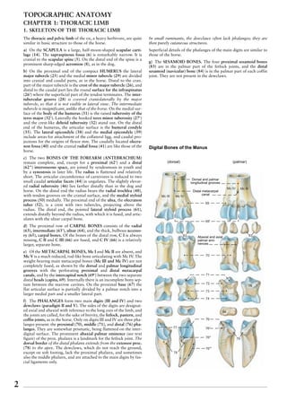 Anatomia bovinos | PDF