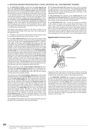 Anatomia bovinos | PDF