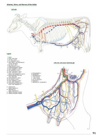 Anatomia bovinos | PDF