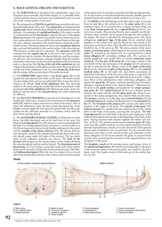 Anatomia bovinos | PDF