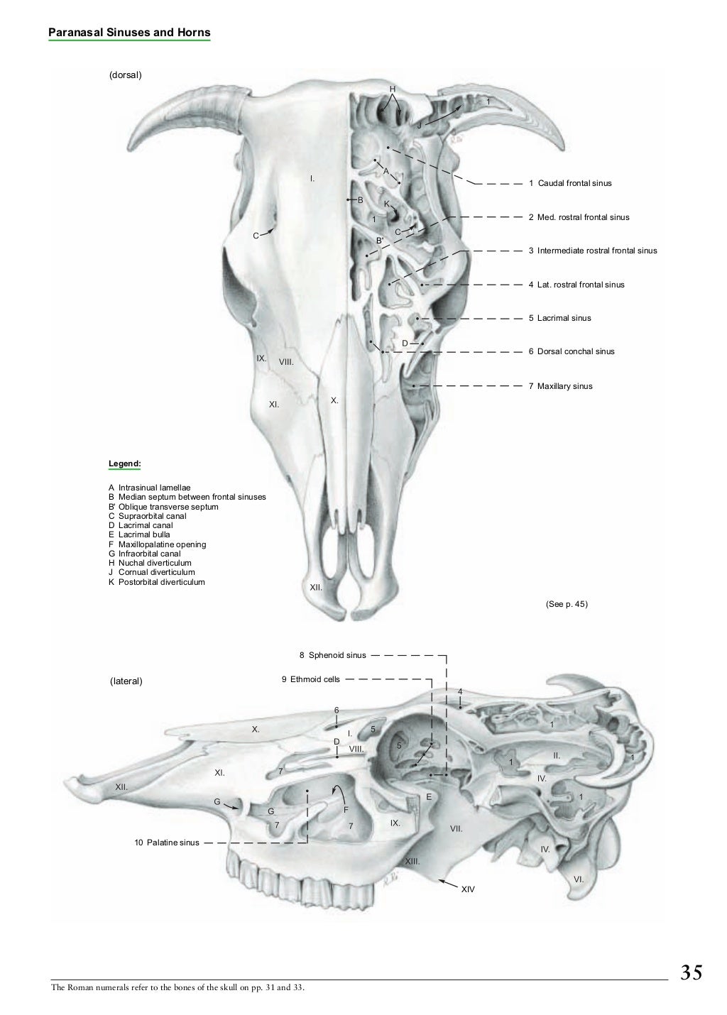 Anatomia bovinos