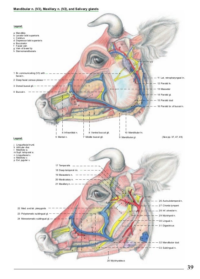 Anatomia bovinos