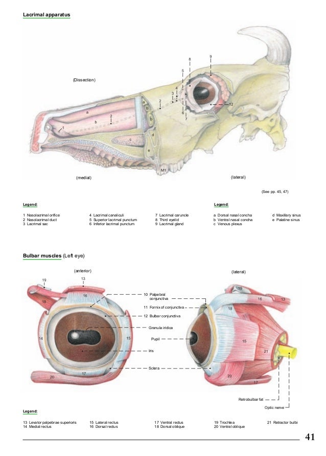 Anatomia bovinos