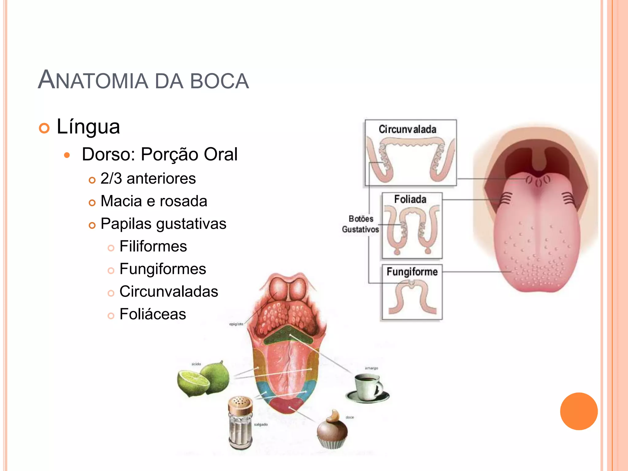 Anatomia Bucal | PPTX