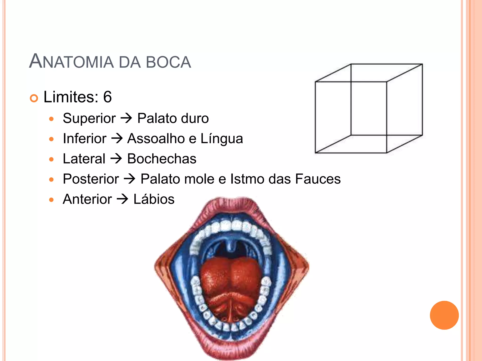 Anatomia Bucal | PPTX