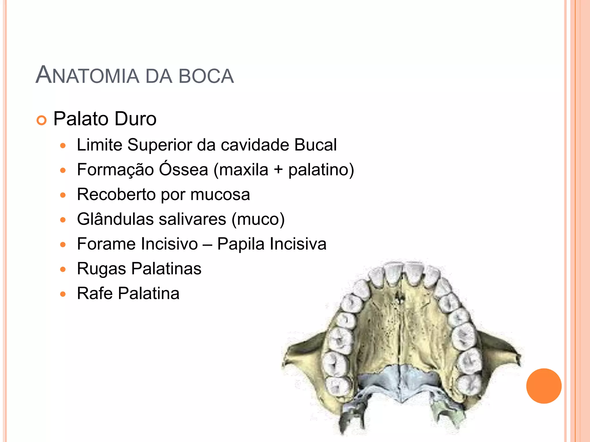 Anatomia Bucal | PPTX