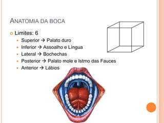 Anatomia Bucal | PPTX